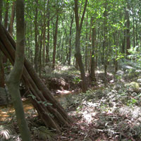 Walawwewatta Waturanae Owned By Wijesekara Family is Unique Swamp ...